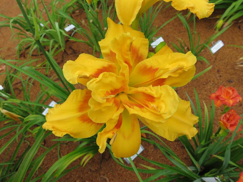Daylily (Hemerocallis 'Mayor of Cornatzer') in the Daylilies Database ...