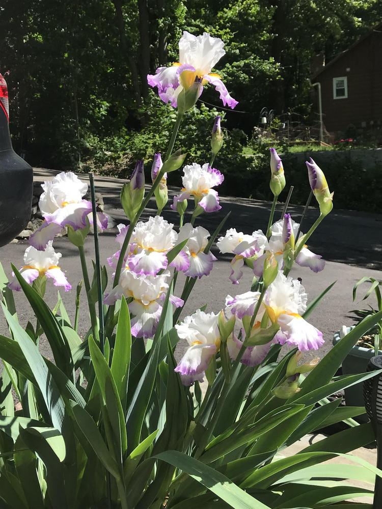 Photo of the entire plant of Tall Bearded Iris (Iris 'Starting Fresh ...