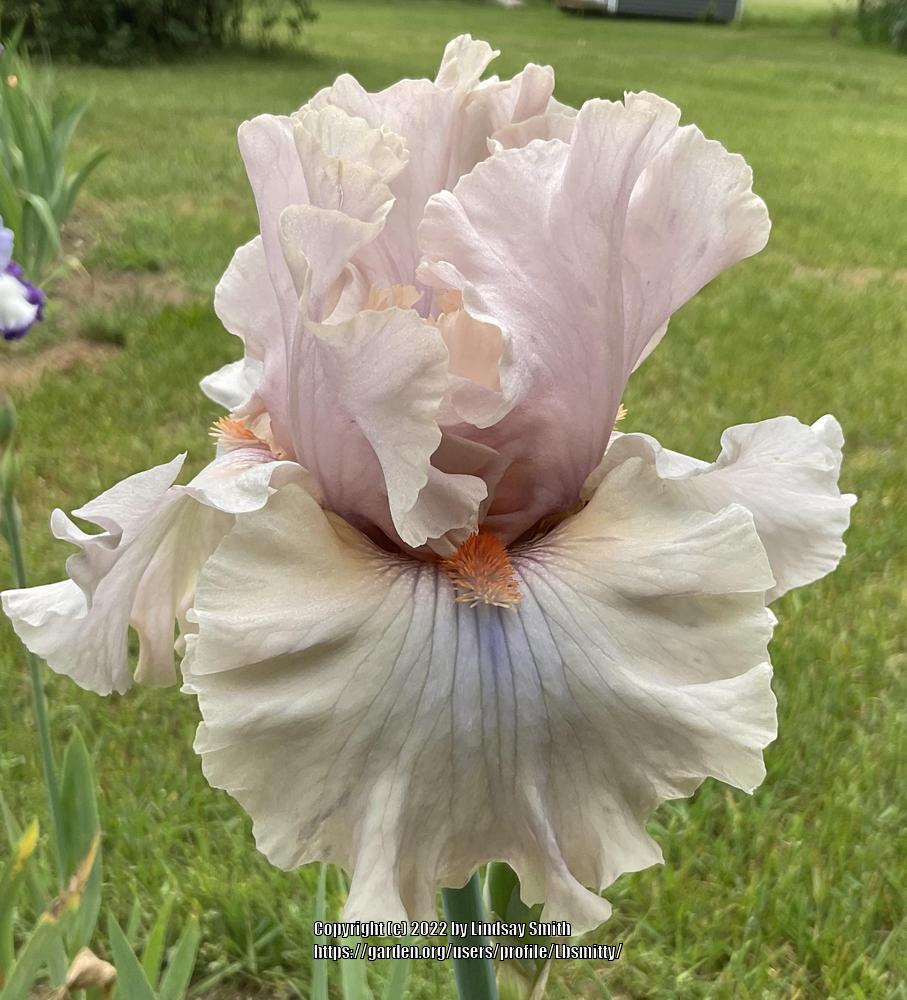 Photo of the bloom of Tall Bearded Iris (Iris 'Project Runway') posted ...
