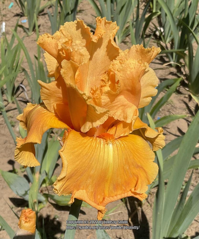 Tall Bearded Iris (Iris 'Orange Splash') in the Irises Database ...