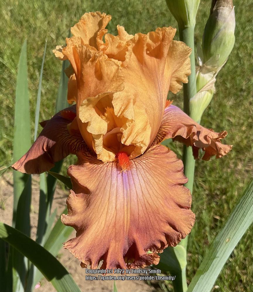 Photo of the bloom of Tall Bearded Iris (Iris 'Candy Colours') posted ...