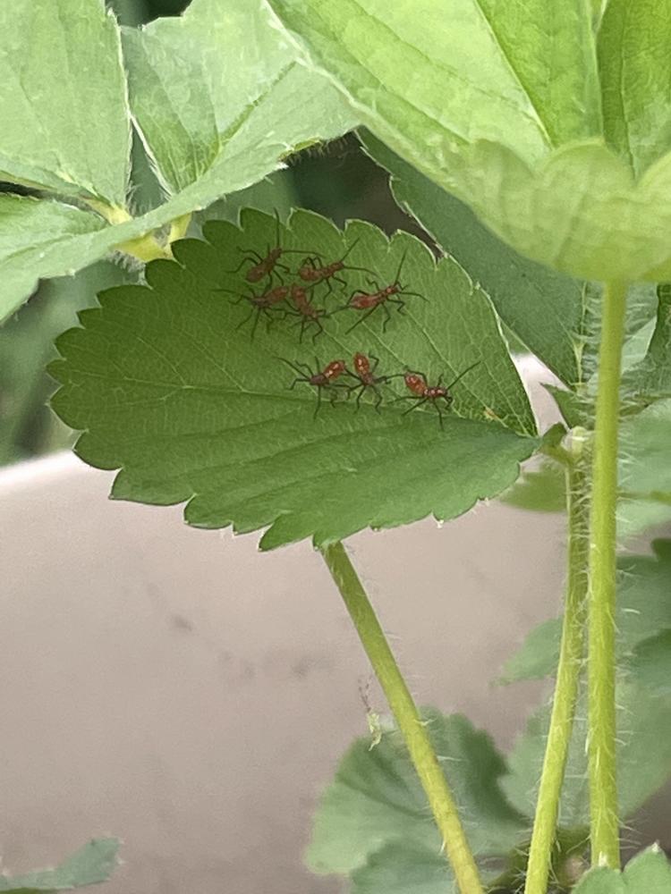 What are these bugs? in the Ask a Question forum - Garden.org