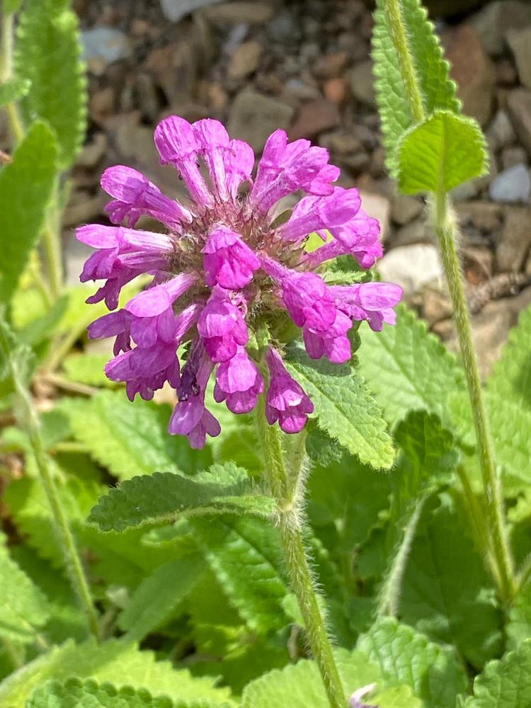 Photo of the bloom of Lamb's Ear (Betonica hirsuta) posted by SL ...