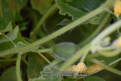 2022 Melon Thread in the Vegetables and Fruit forum - Garden.org