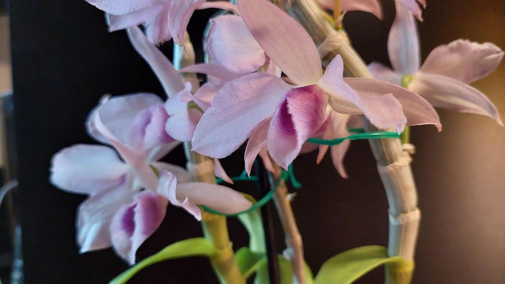 Photo of the bloom of Orchid (Dendrobium Nestor 'Blue Angel') posted by ...