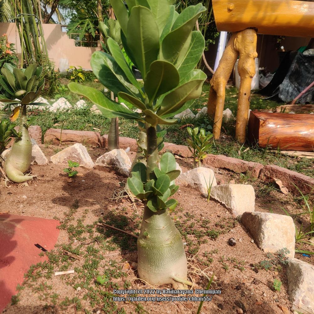 Desert Rose (Adenium obesum subsp. somalense 'Blue Boy') in the ...