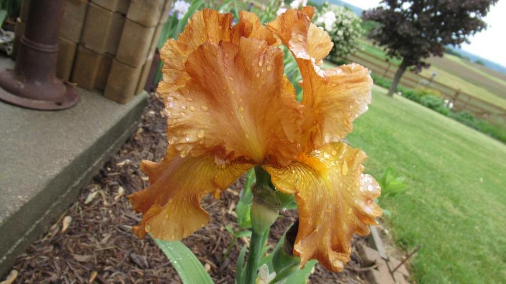Photo of the bloom of Tall Bearded Iris (Iris 'Cable Car') posted by ...