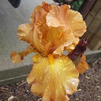 Photo of the bloom of Tall Bearded Iris (Iris 'Cable Car') posted by ...
