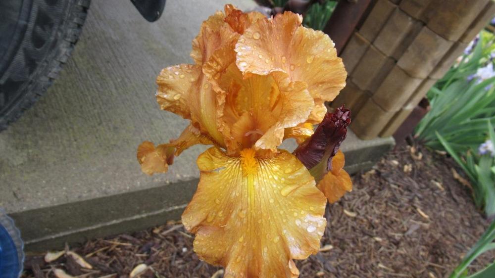 Photo of the bloom of Tall Bearded Iris (Iris 'Cable Car') posted by ...