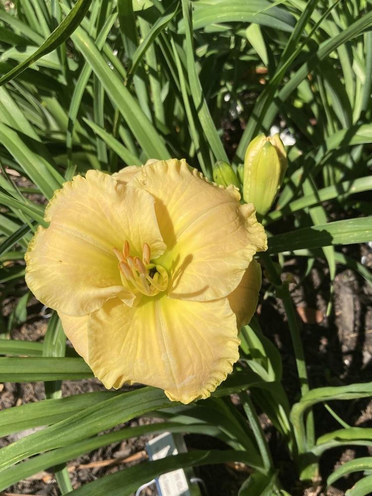 Photo of the bloom of Daylily (Hemerocallis 'Diamond Tiara') posted by ...