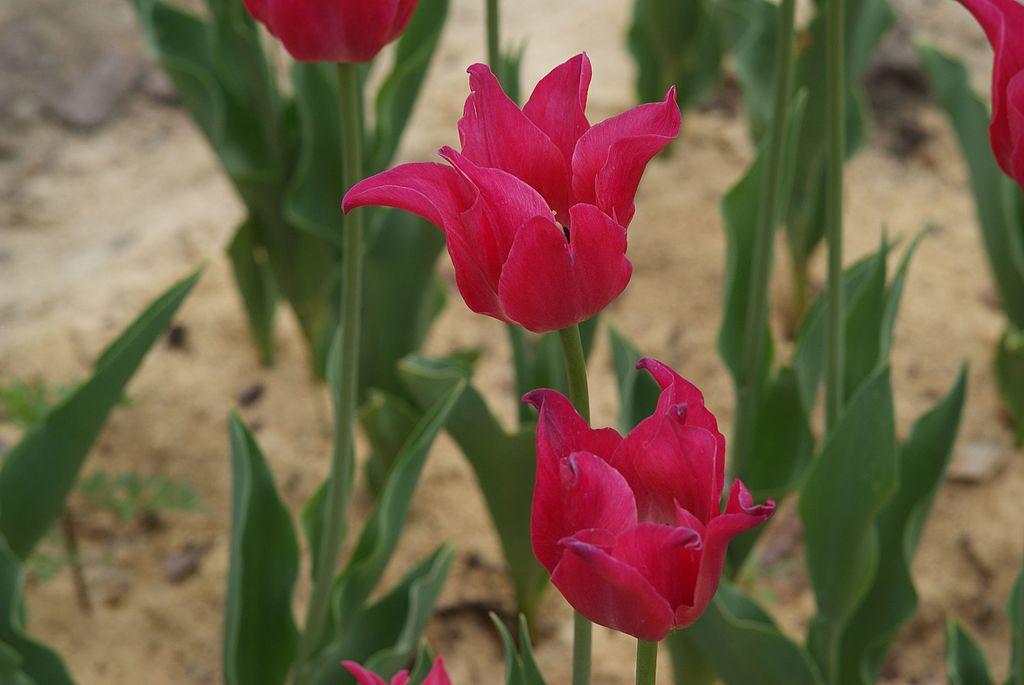 Photo of the bloom of Tulip (Tulipa 'Pretty Love') posted by ...