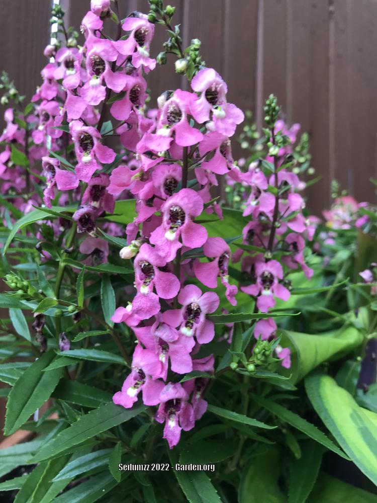 Angelonia (Angelonia angustifolia Archangel™ Raspberry Improved ...
