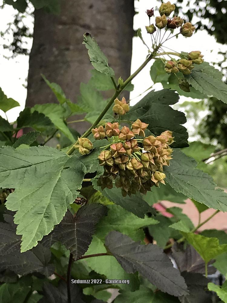 Photo of the fruit of Eastern Ninebark (Physocarpus opulifolius) posted ...
