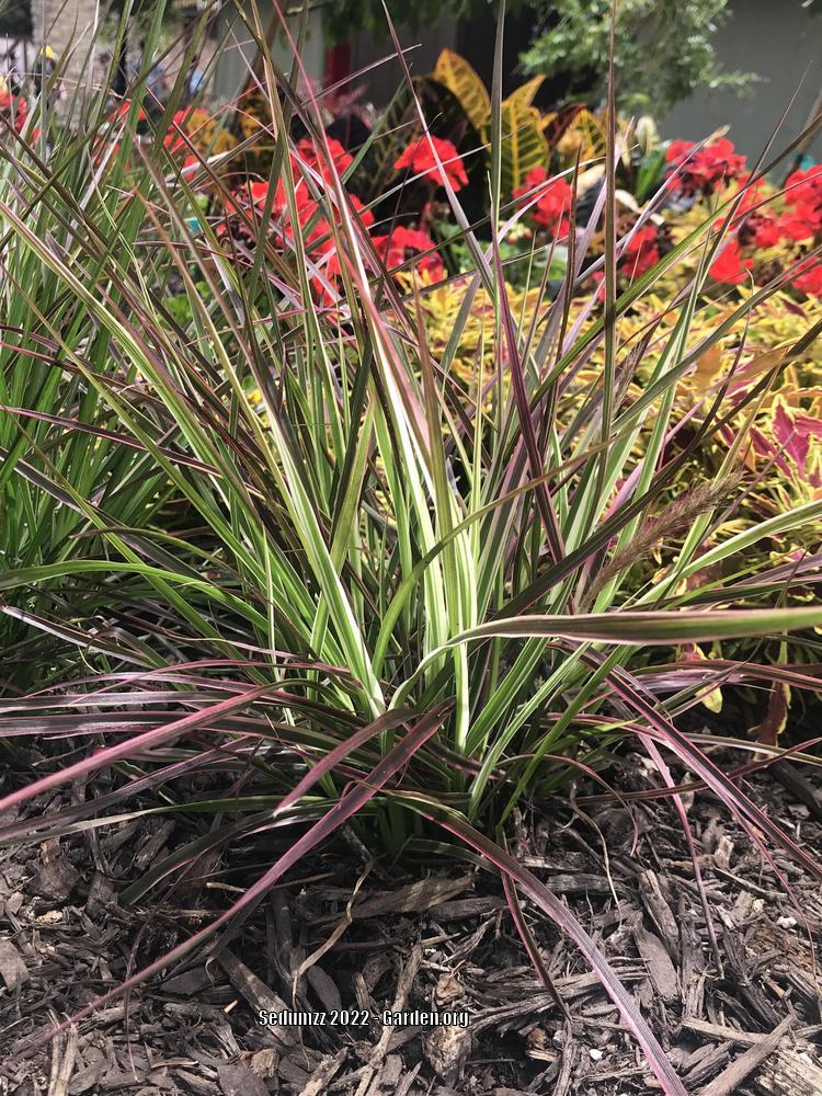Photo of the entire plant of Fountain Grass (Cenchrus setaceus ...