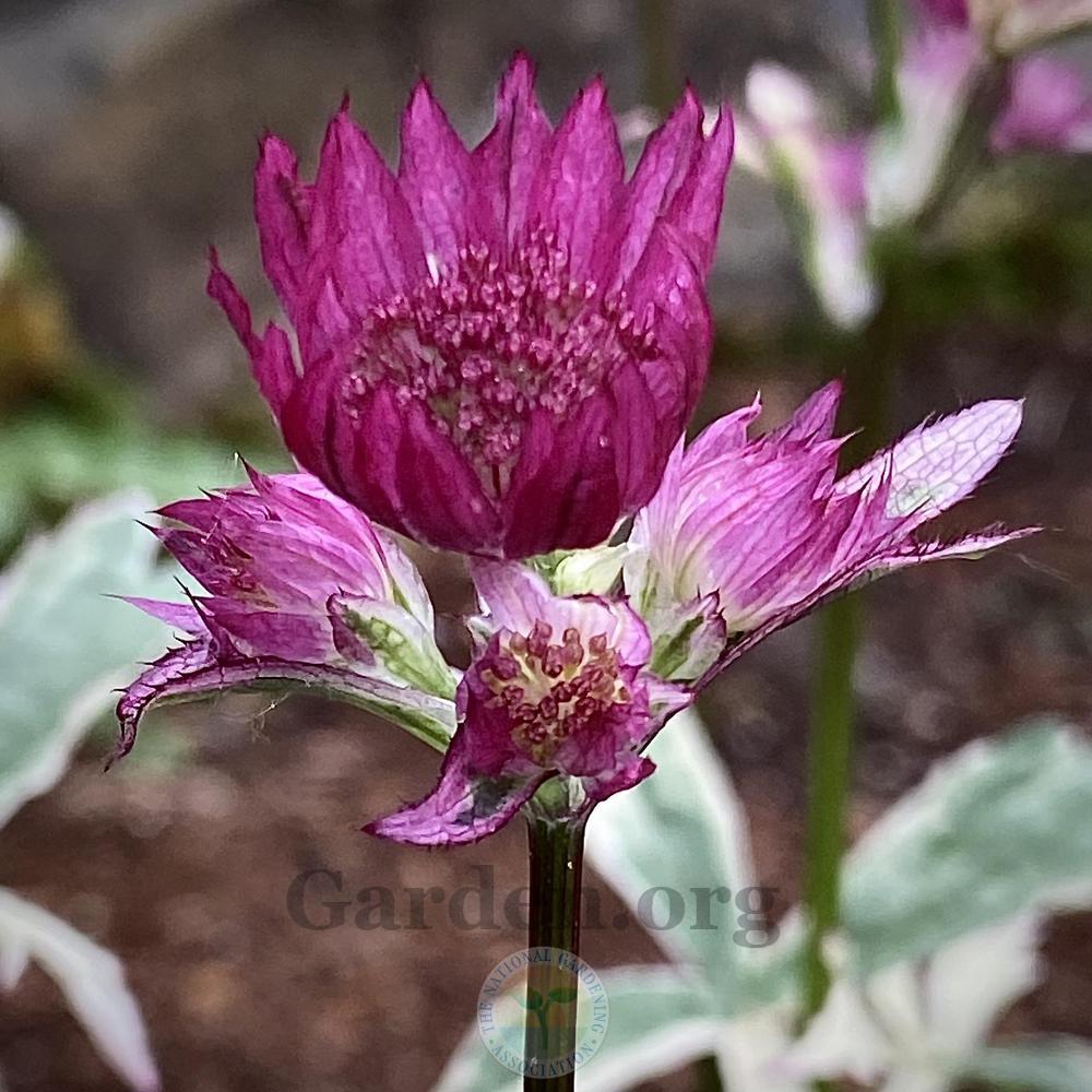 Photo of the closeup of buds, sepals and receptacles of Masterwort ...