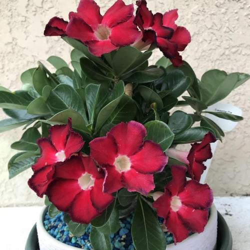 Desert Rose (Adenium 'Red') in the Adeniums Database - Garden.org