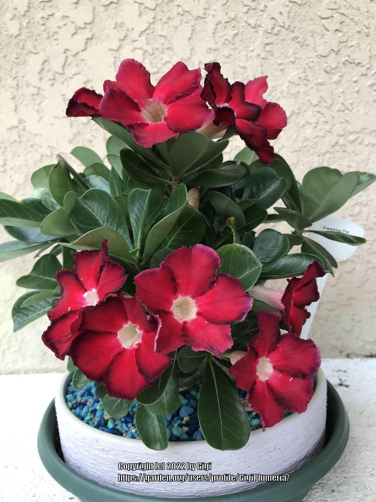 Desert Rose (Adenium 'Red') in the Adeniums Database - Garden.org