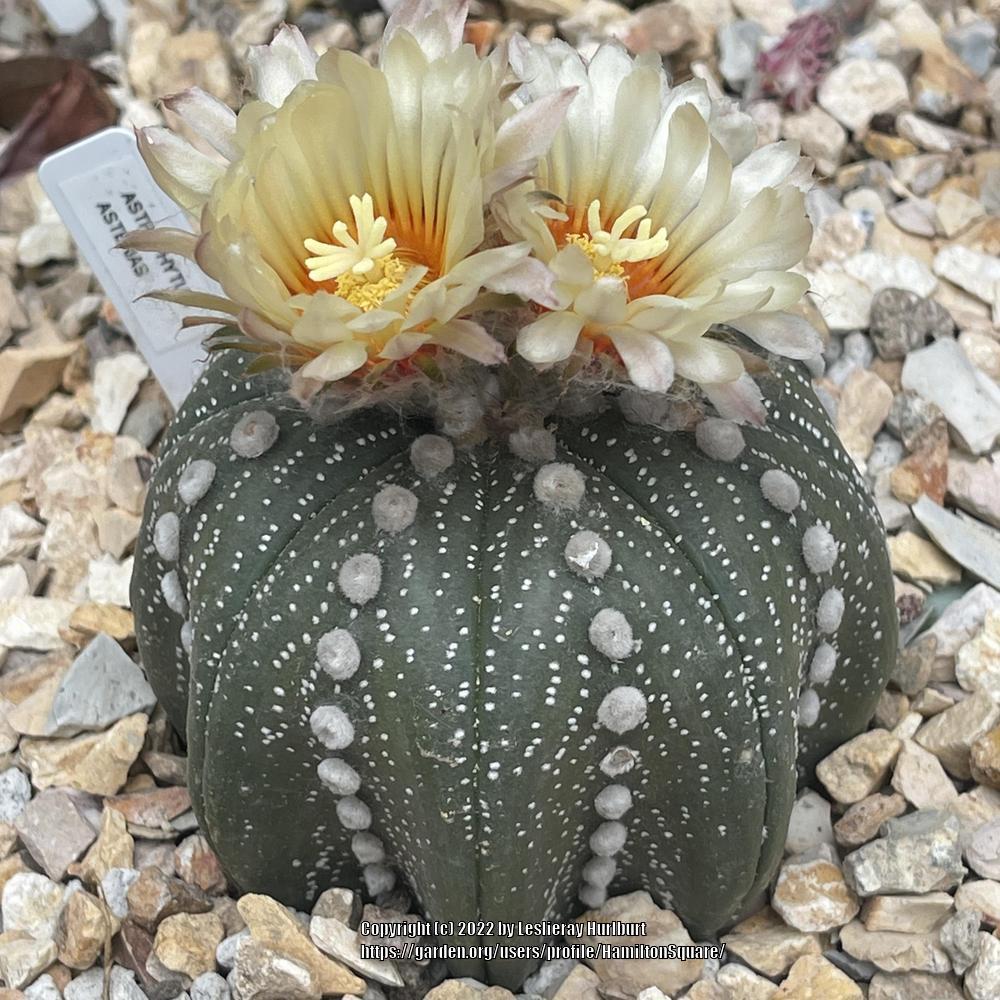 Texas Star Cactus (Astrophytum asterias) - Garden.org