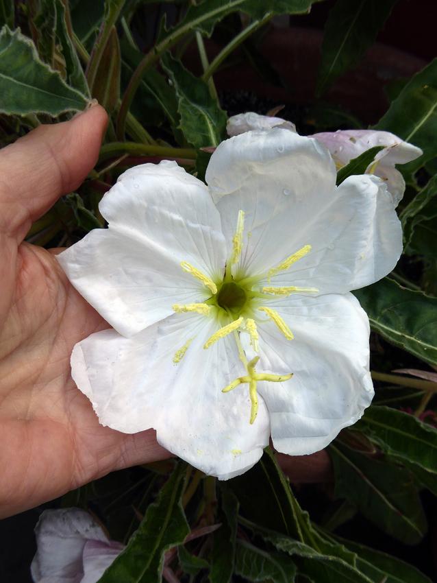 Photo of the bloom of Tufted Evening Primrose (Oenothera cespitosa ...