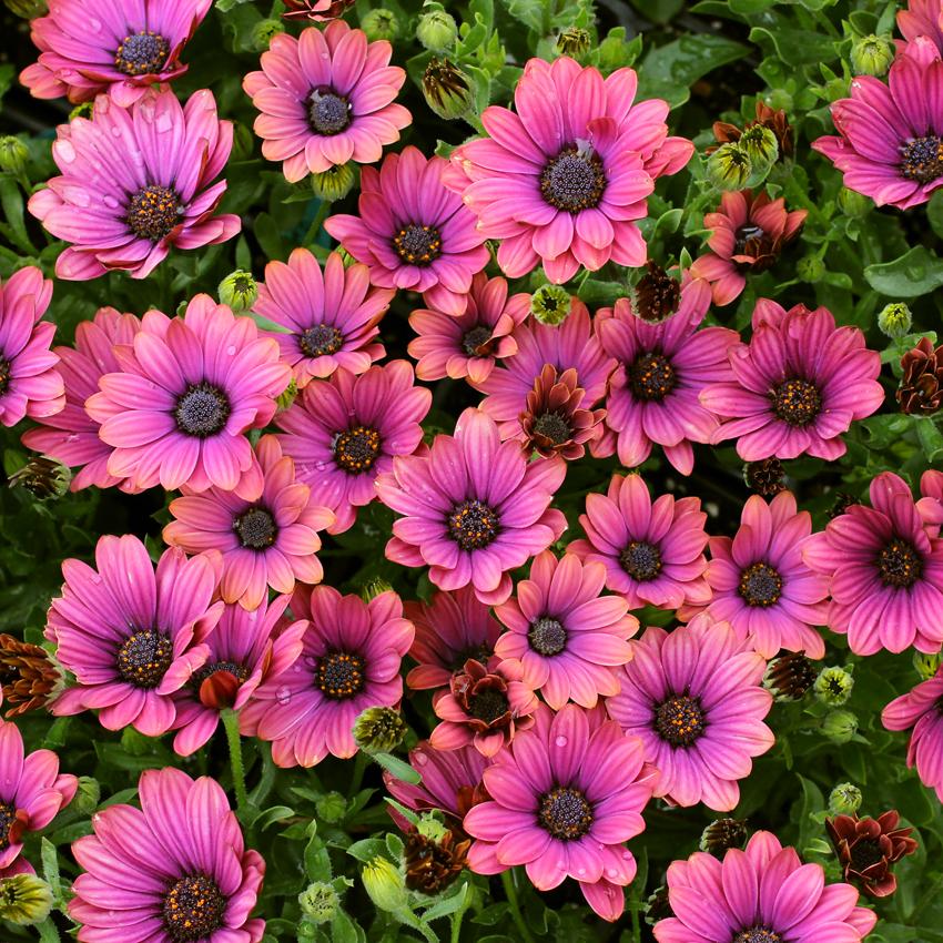 Photo of the entire plant of African Daisy (Dimorphotheca ecklonis Zion ...