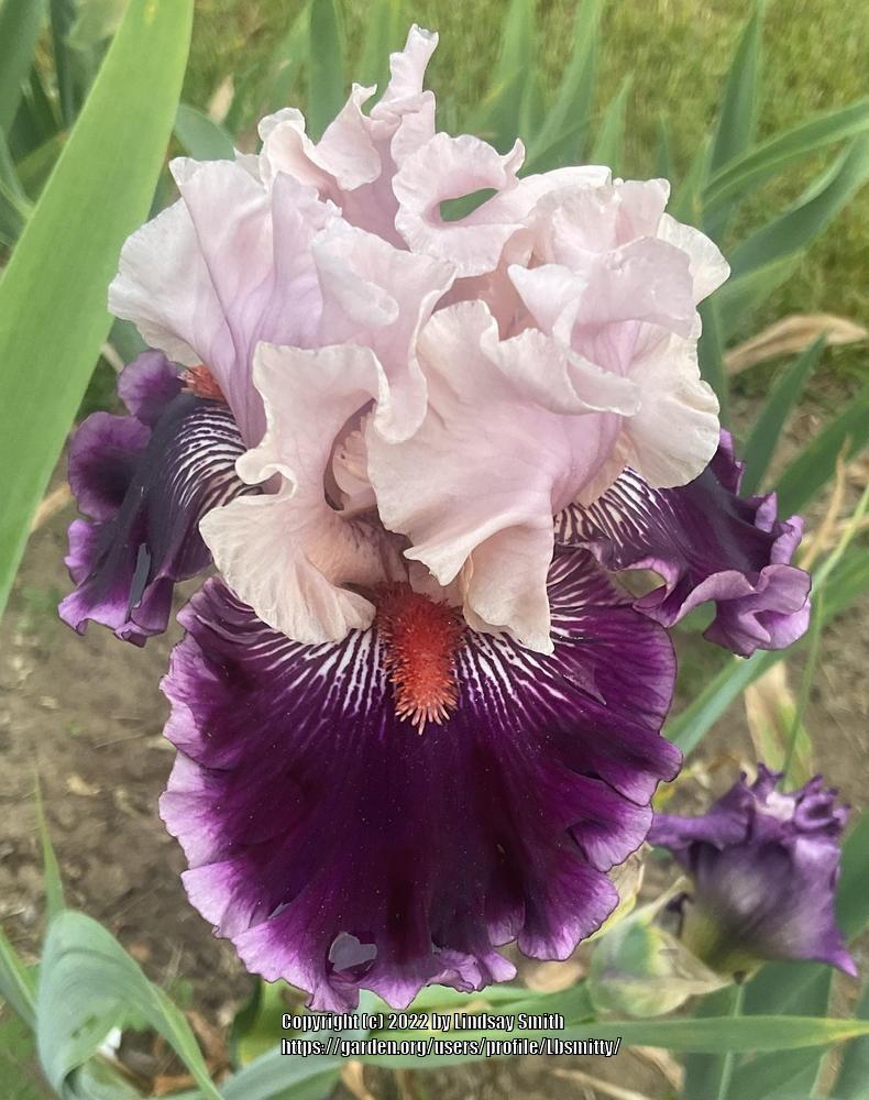 Photo of the bloom of Tall Bearded Iris (Iris 'Countess') posted by ...