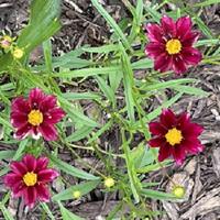 Tickseed (Coreopsis Big Bang™ Mercury Rising) in the Tickseeds Database ...