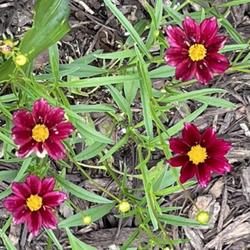 Tickseed (Coreopsis Big Bang™ Mercury Rising) in the Tickseeds Database ...