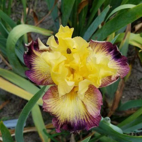 Tall Bearded Iris (Iris 'Ruby Fusion') in the Irises Database - Garden.org