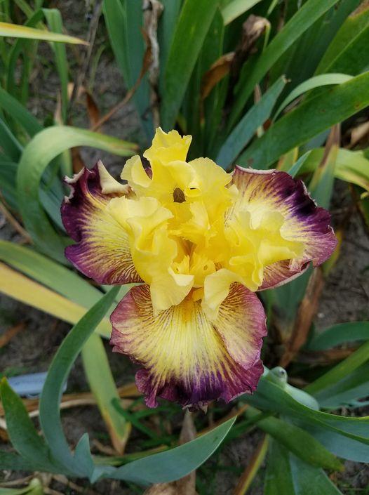 Tall Bearded Iris (Iris 'Ruby Fusion') in the Irises Database - Garden.org