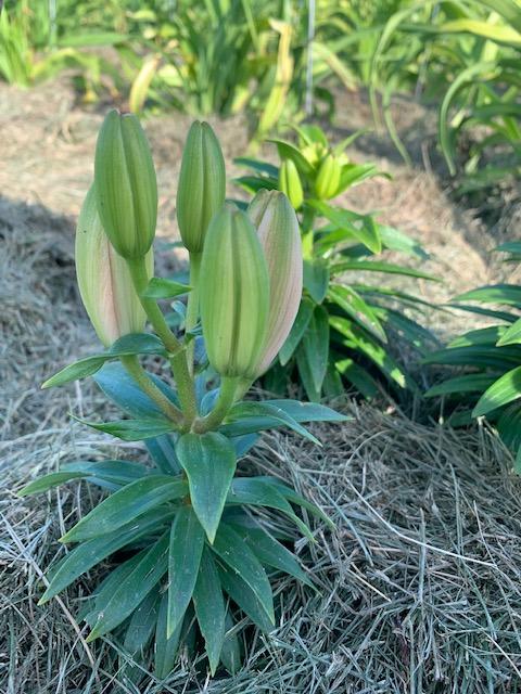 Photo of the entire plant of Dwarf Asiatic Lily (Lilium Lily Looks ...