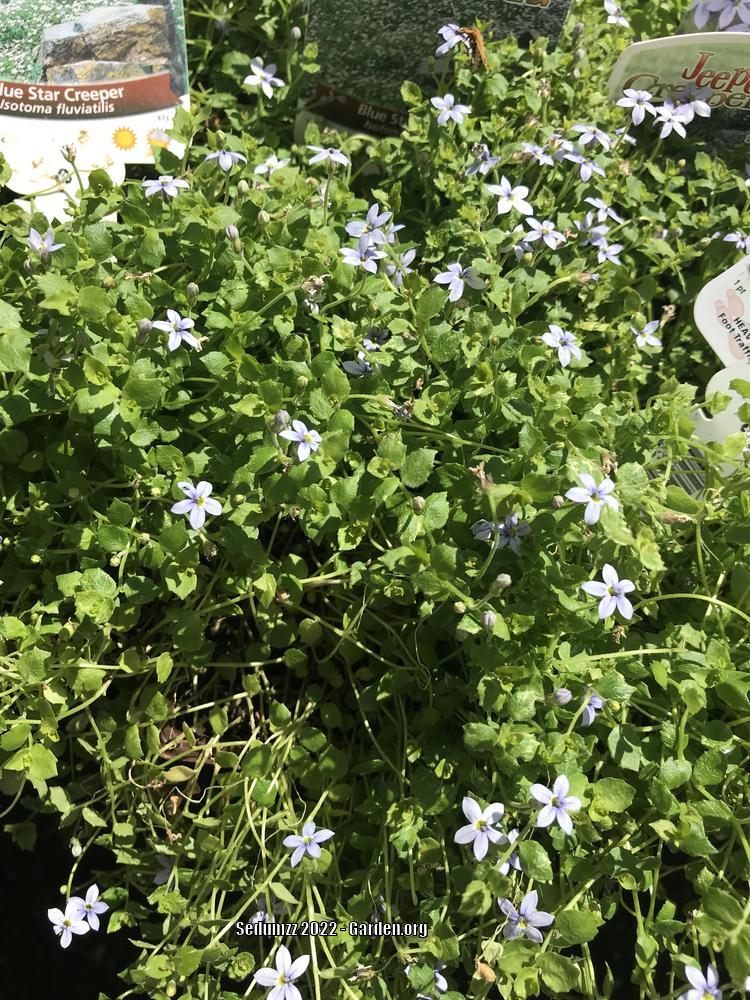 Blue Star Creeper (Isotoma fluviatilis) - Garden.org