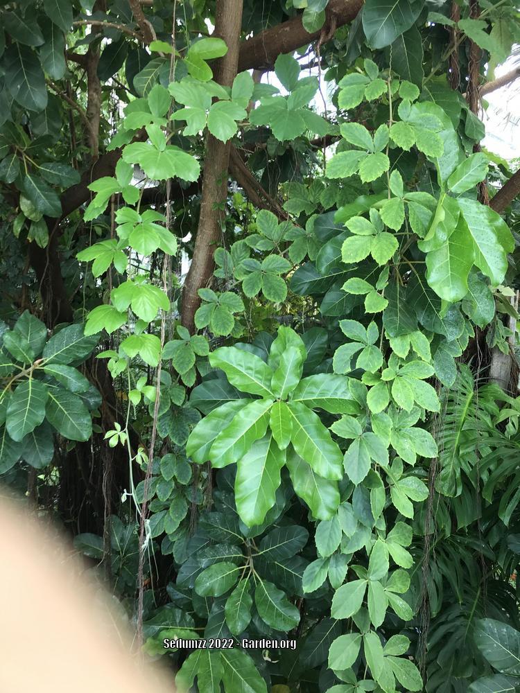 Chestnut Vine (Tetrastigma voinierianum) - Garden.org