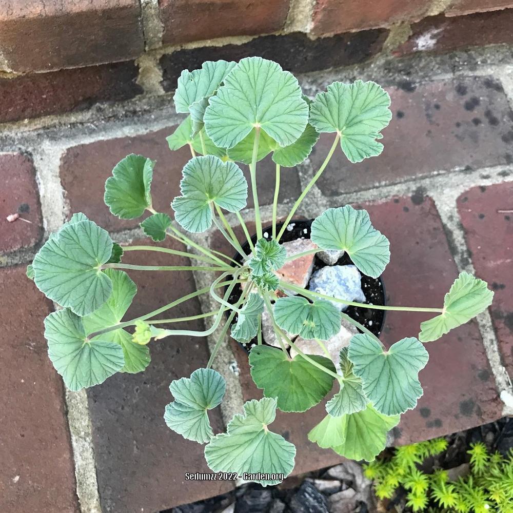 Photo of the entire plant of South African Geranium (Pelargonium ...
