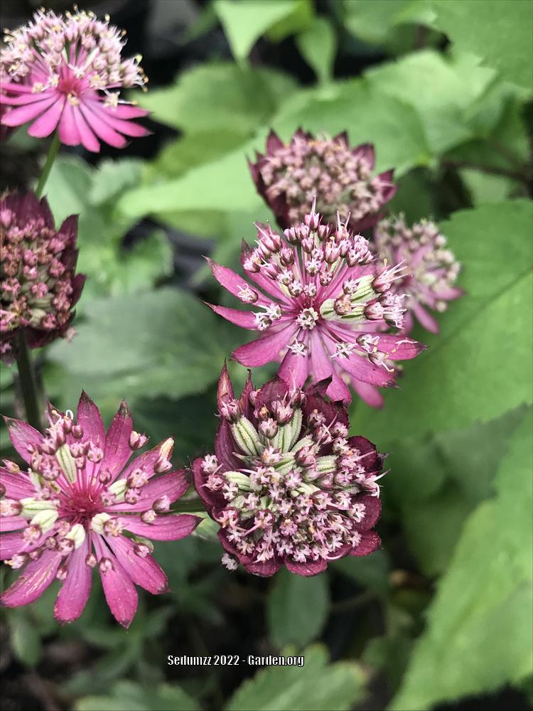 Greater Masterwort (Astrantia major 'Ruby Cloud') - Garden.org