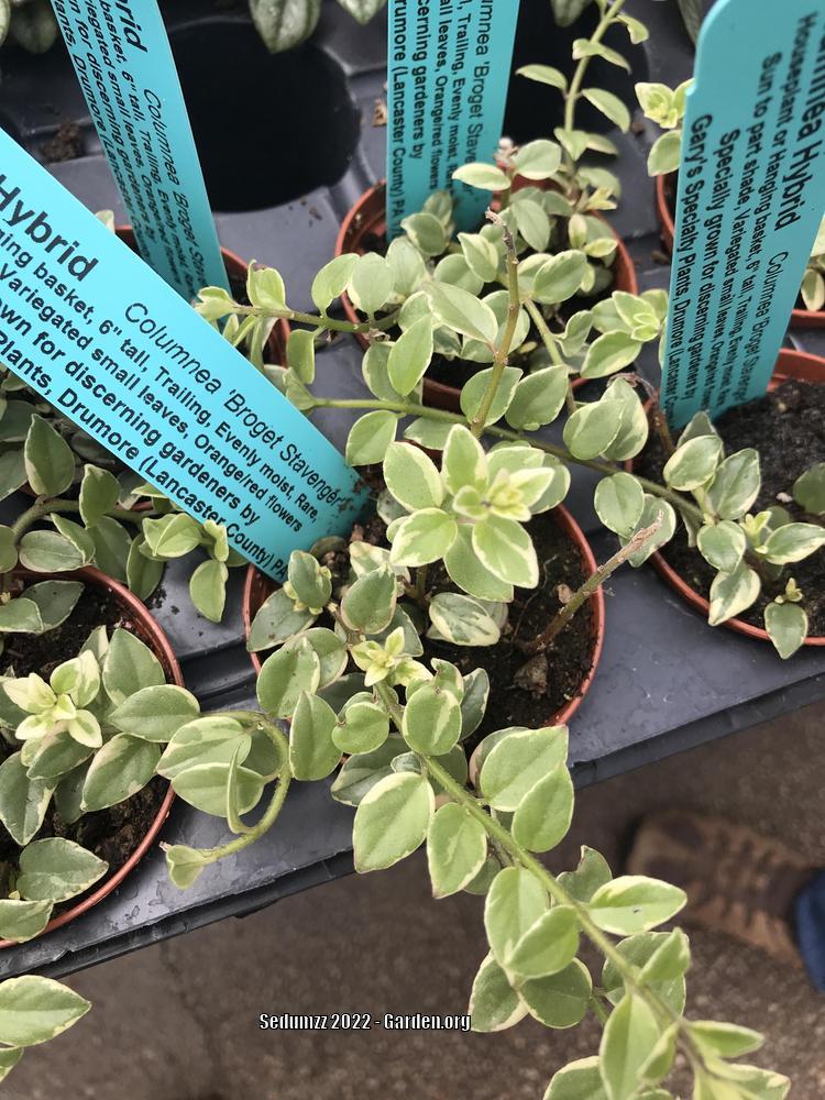 Goldfish Plant (Columnea 'Broget Stavanger') - Garden.org