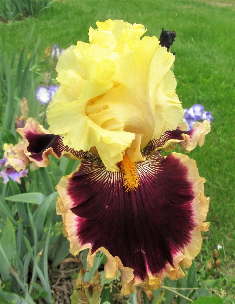 Photo of the bloom of Tall Bearded Iris (Iris 'Read My Mind') posted by ...