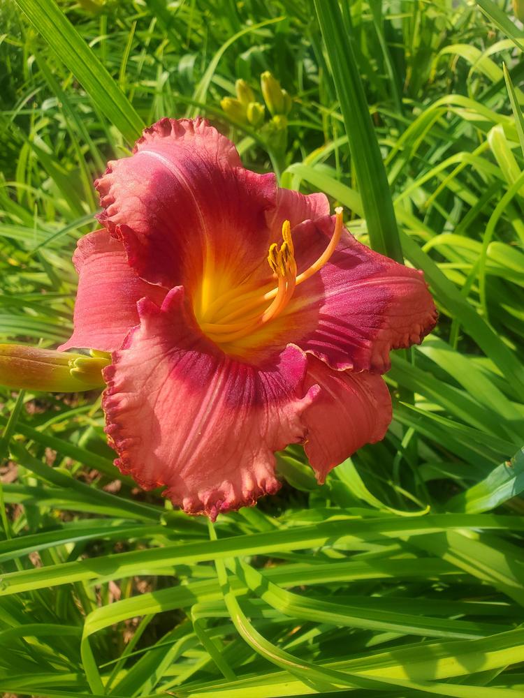 Photo of the bloom of Daylily (Hemerocallis 'Raspberry Ruffles ...