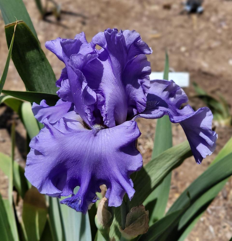 Photo of the bloom of Tall Bearded Iris (Iris 'Sea Power') posted by ...