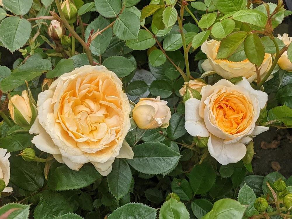 Photo of the entire plant of Rose (Rosa 'Edith's Darling') posted by ...