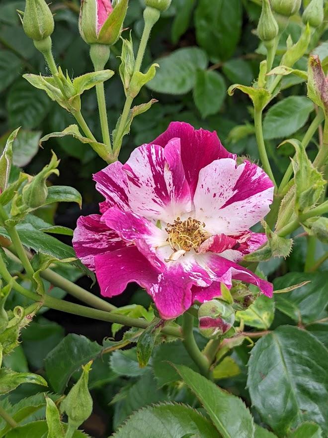 Photo of the bloom of Rose (Rosa 'Purple Splash') posted by Joy ...