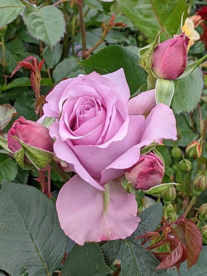 Photo of the bloom of Rose (Rosa 'Love Song 2011') posted by Joy ...