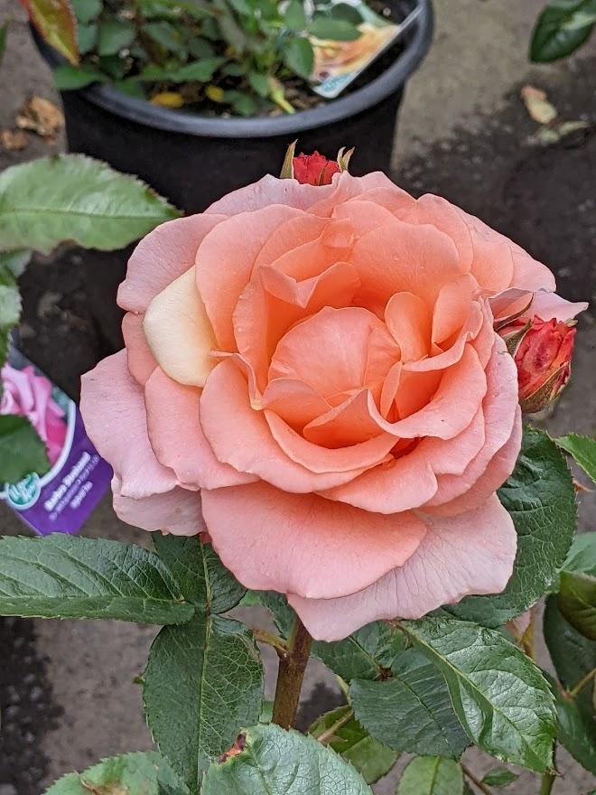 Photo of the bloom of Rose (Rosa 'Jump for Joy') posted by Joy - Garden.org