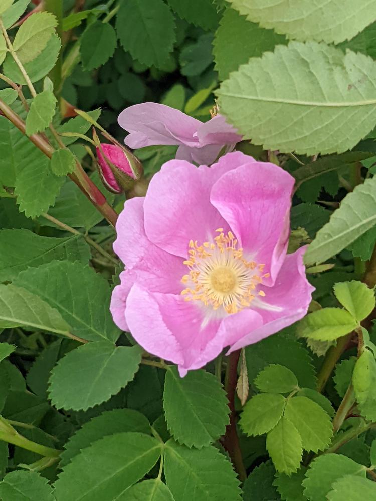 Photo of the bloom of Nootka Rose (Rosa nutkana) posted by Joy - Garden.org
