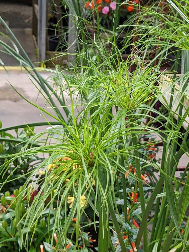 Photo of the entire plant of Papyrus (Cyperus papyrus Graceful Grasses ...
