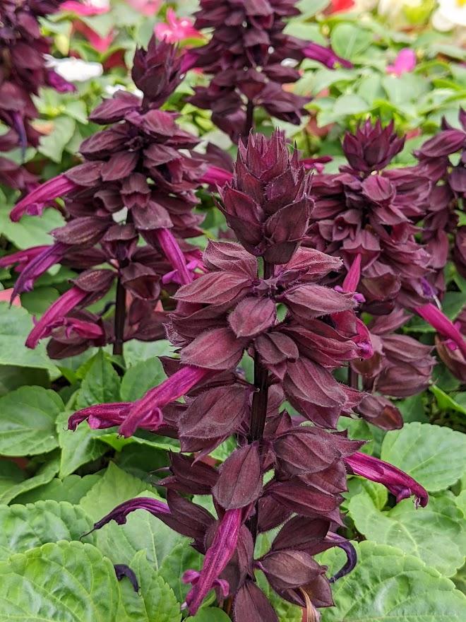 Scarlet Sage (Salvia splendens 'Sizzler Purple') in the Salvias ...