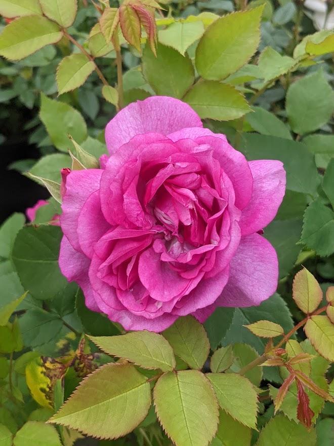 Photo of the bloom of Rose (Rosa 'Life's Little Pleasures') posted by ...
