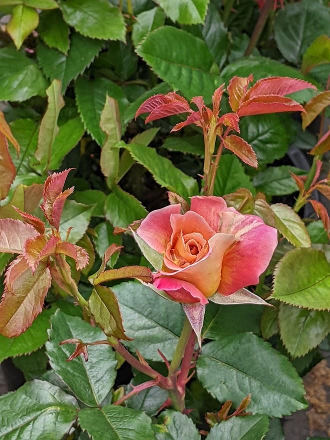 Photo of the closeup of buds, sepals and receptacles of Rose (Rosa 'Rosie the Riveter') posted ...