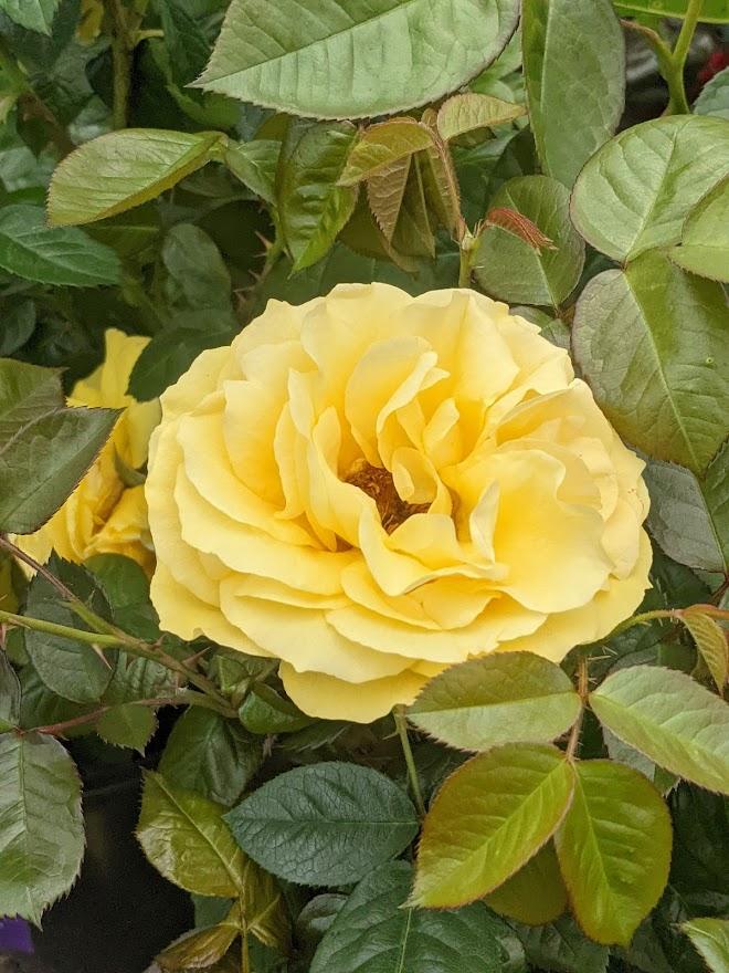 Photo of the bloom of Rose (Rosa 'Doris Day') posted by Joy - Garden.org