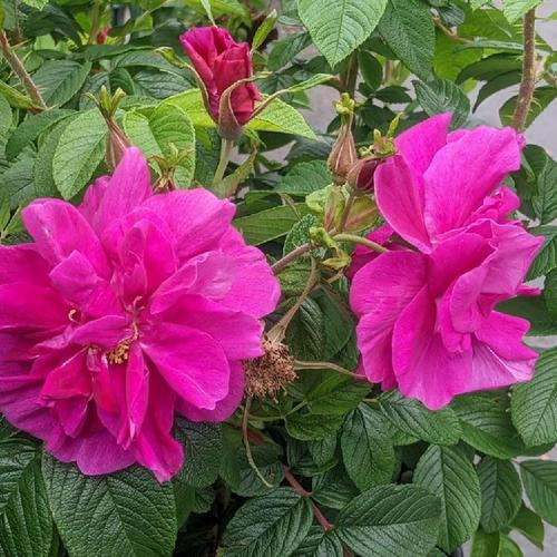 Rose (Rosa rugosa 'Hansa') in the Roses Database - Garden.org