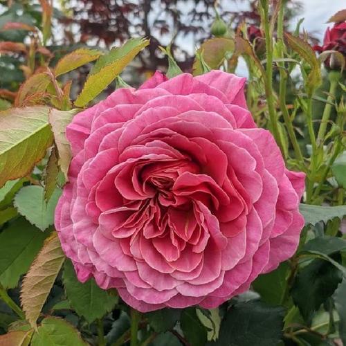 Floribunda Rose (Rosa 'Queen of Elegance') in the Roses Database ...
